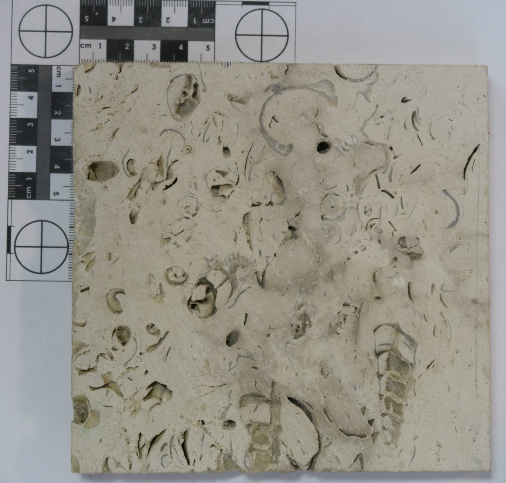 Intro: Portland Limestone (C10) Roach – Stone Library